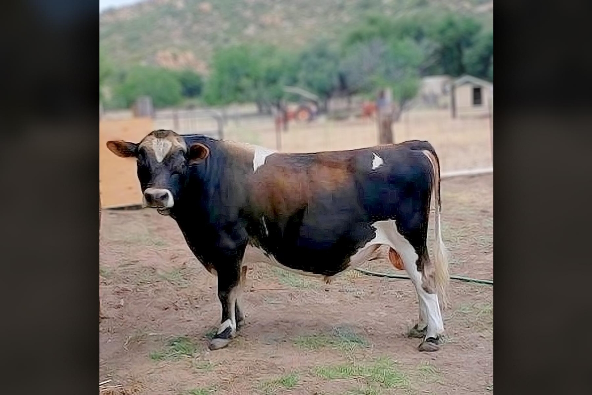 Shop Mini Jersey Bull Semen • Half-n-Half Cattle Co