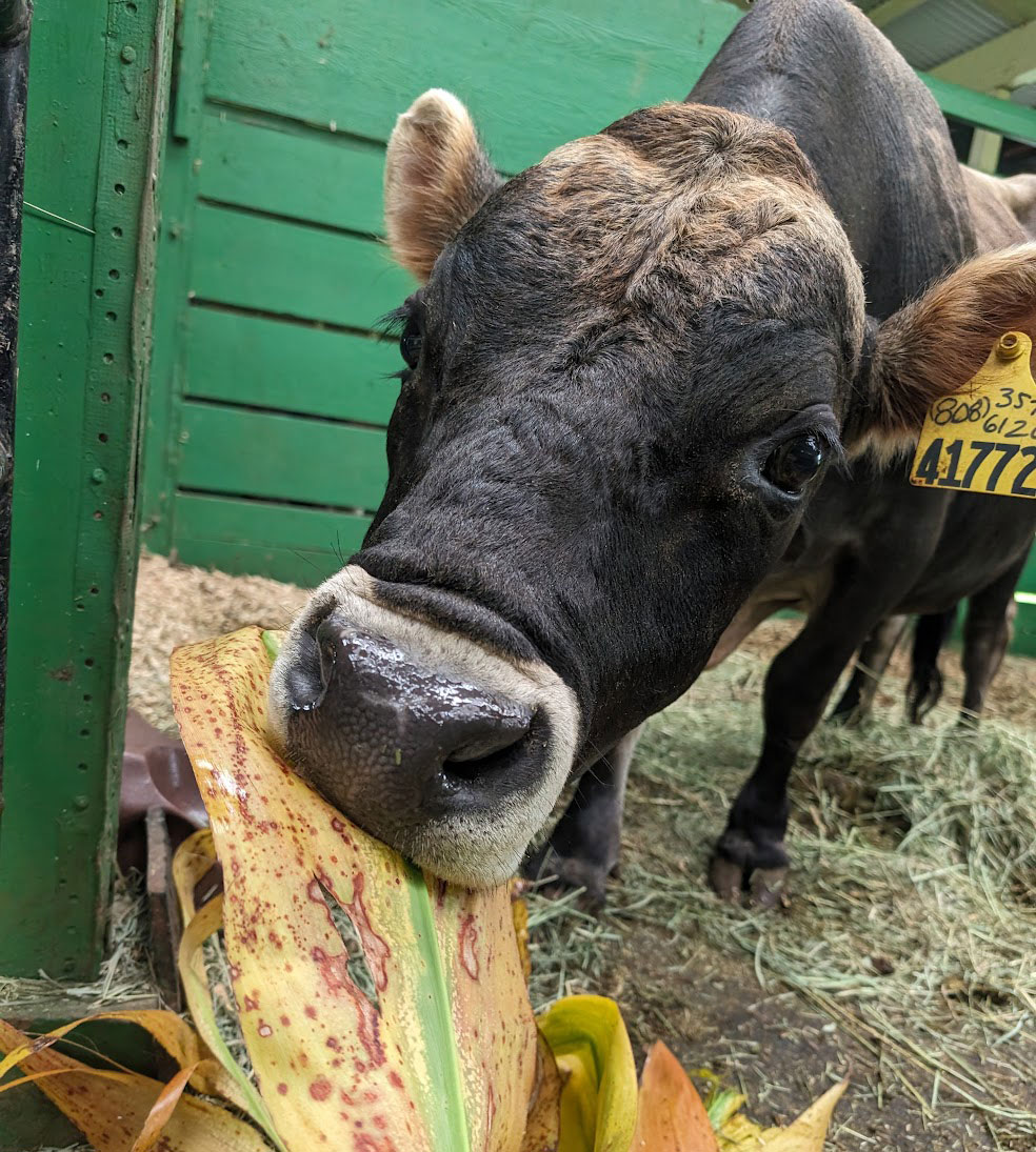 3H Son of a Duke (aka Buck) • Half-n-Half Cattle Co