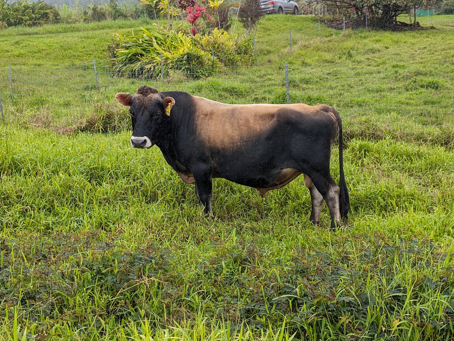 3H Son of a Duke (aka Buck) • Half-n-Half Cattle Co